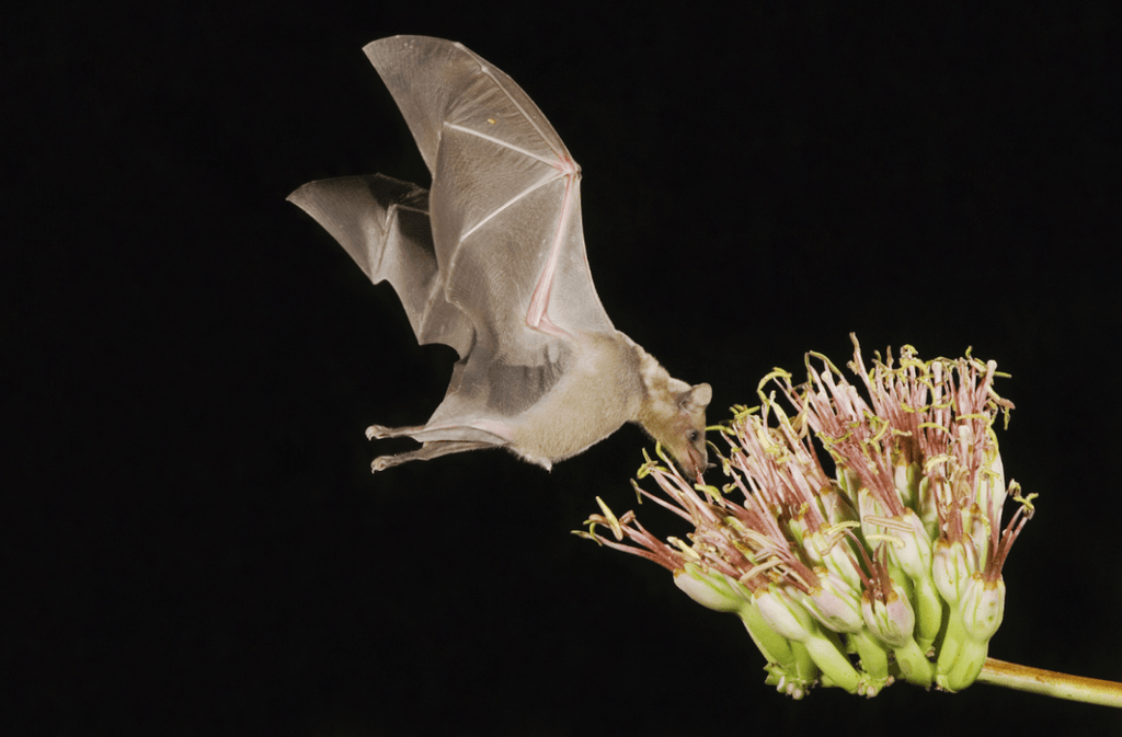 Bats & Blooms: Creating a Bat-Friendly Native Plant Garden