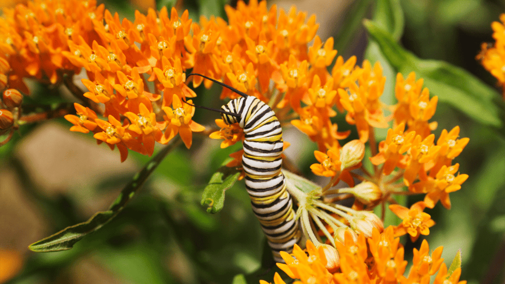 Beginner’s Guide to Gardening for Wildlife with Native Plants