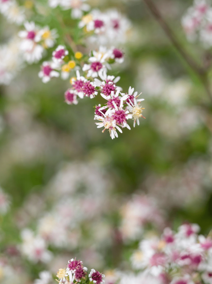 Florida Native Plant Gardening Guide
