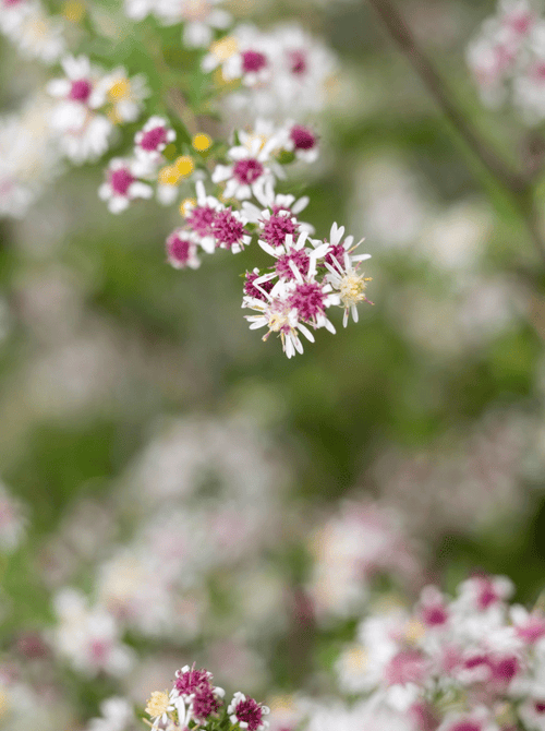 Florida Native Plant Gardening Guide