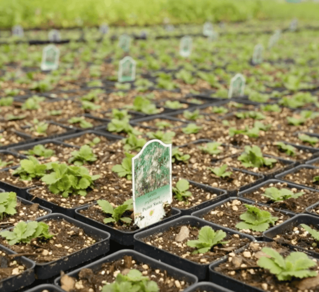 From Seed to Shipment: Preparing the Perfect Seed