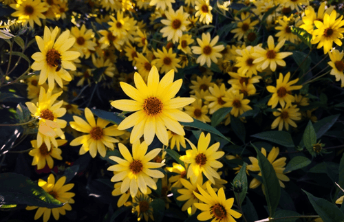 Grow a Legacy: Invest in Native Plant Perennials for a Thriving, Eco-F
