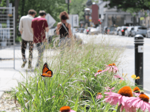 Guerilla Gardening And Its Popularity | Garden for Wildlife