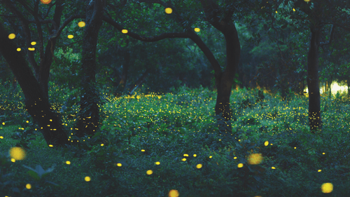 Attract Fireflies | Build a Firefly Habitat | Garden for Wildlife