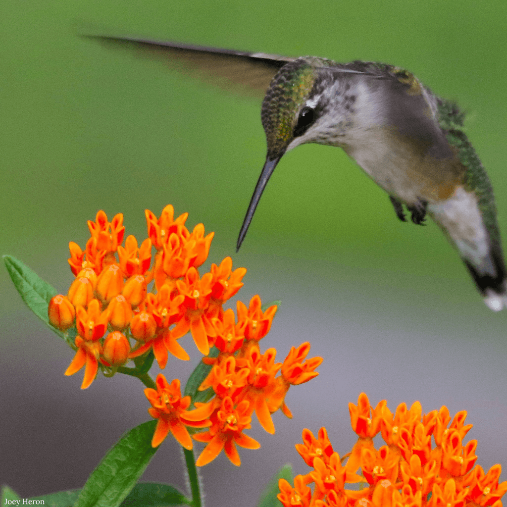 Native Plant Terms and What They Really Mean