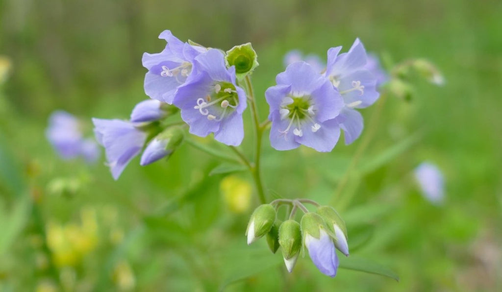 Native Plants for Spring Blooms and Pollinators