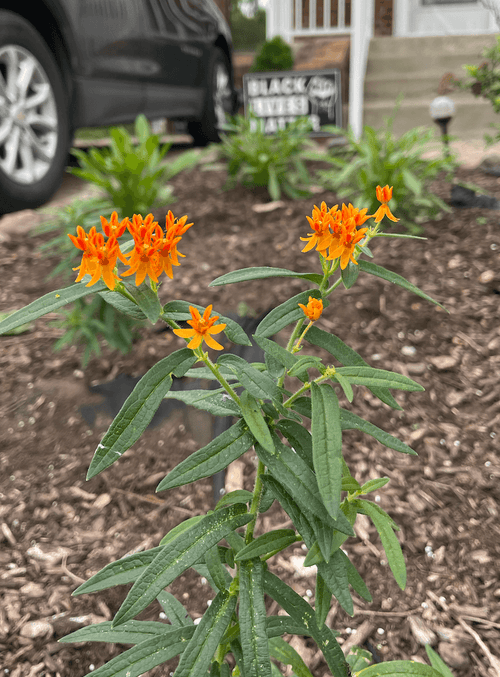 How Native Plants Sleep, Creep, and Leap Over Time