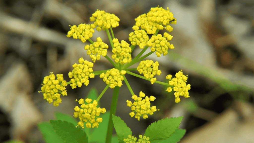 When to Expect Your Native Plants to Emerge Each Year