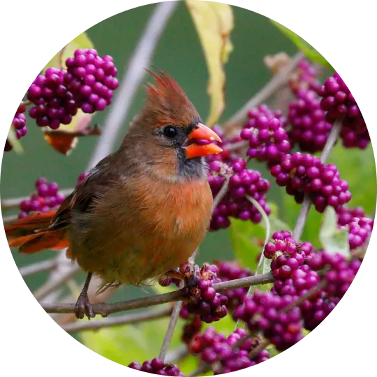 American Beautyberry Shrub | Garden for Wildlife