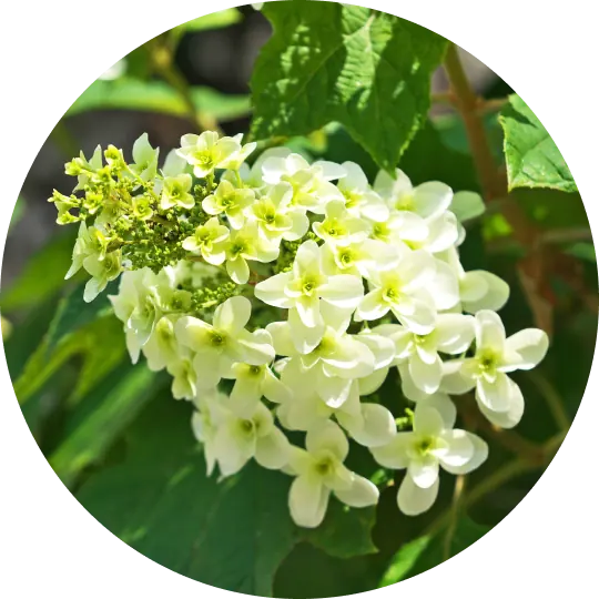Oakleaf Hydrangea Shrub | Garden for Wildlife