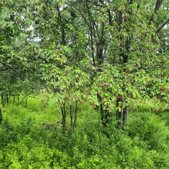 Allegheny Serviceberry Shrub