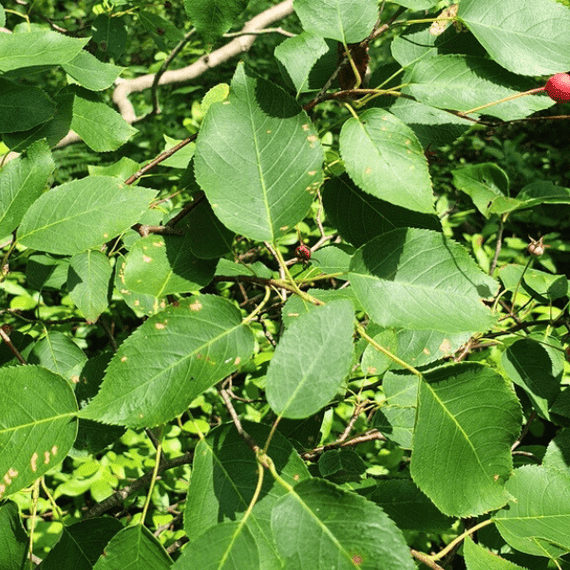 Allegheny Serviceberry Shrub