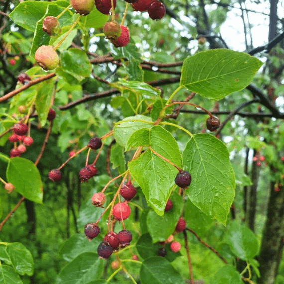 Allegheny Serviceberry Shrub