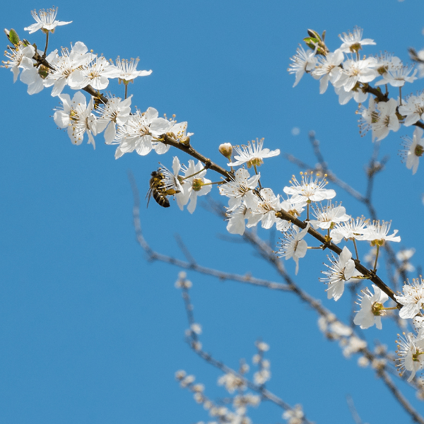 Allegheny Serviceberry Shrub