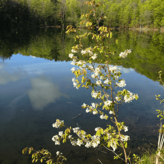 Allegheny Serviceberry Shrub