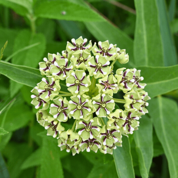 Antelope Horn Milkweed Plant Sets