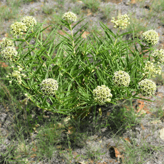 Antelope Horn Milkweed Plant Sets