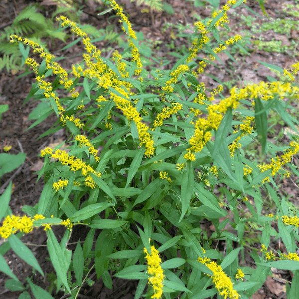 Bluestem Goldenrod Plant Sets