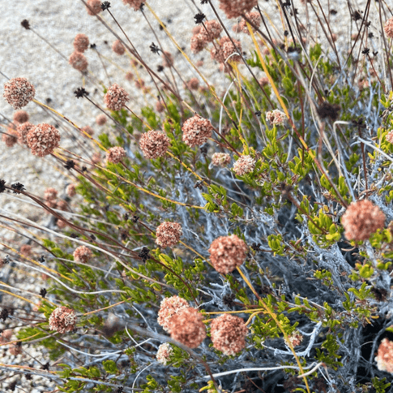 California Buckwheat Plant Sets