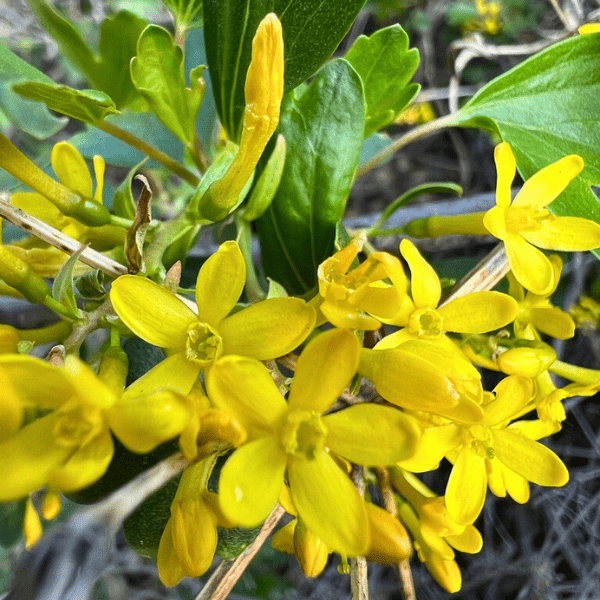 Golden Currant Shrub