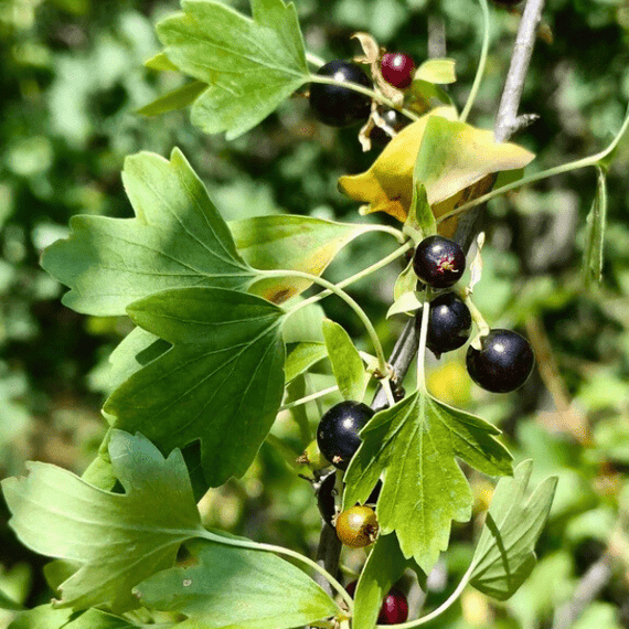 Golden Currant Shrub