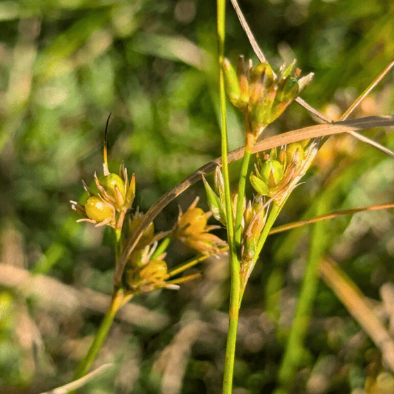 Path Rush Plant Sets