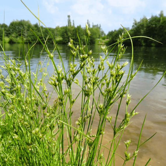 Path Rush Plant Sets