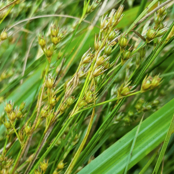 Path Rush Plant Sets