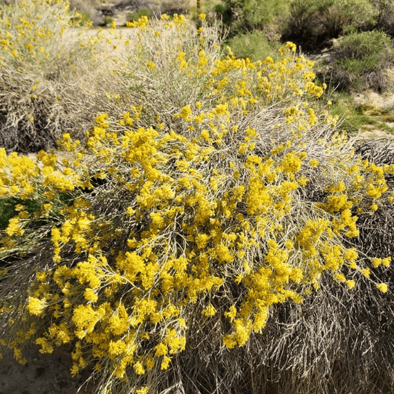 Rubber Rabbitbrush Shrub