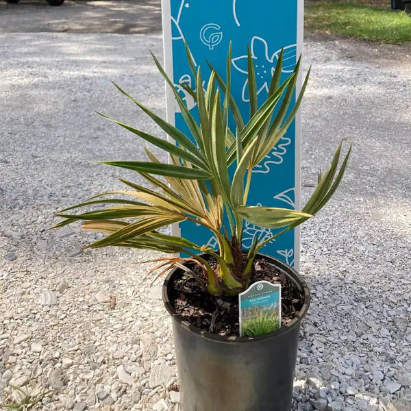 Saw Palmetto Shrub