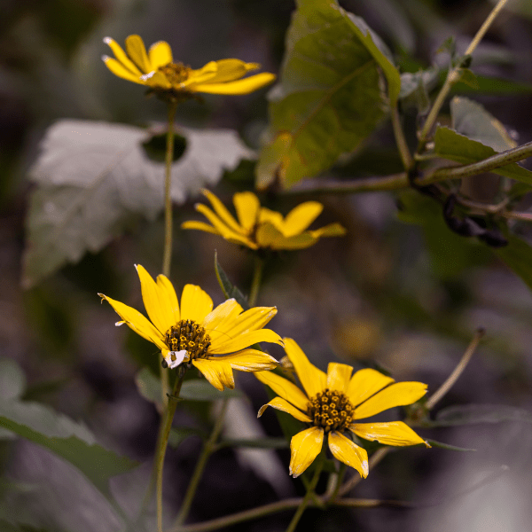 Showy Goldeneye Plant Sets