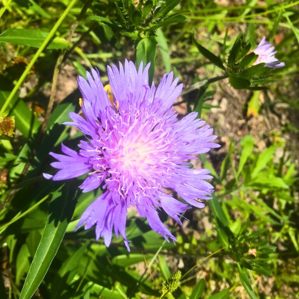 Stokes Aster Plant Sets