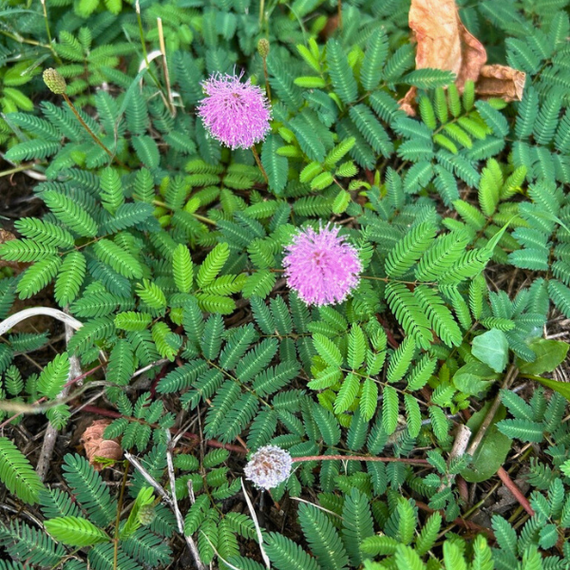 Sunshine Mimosa Plant Sets