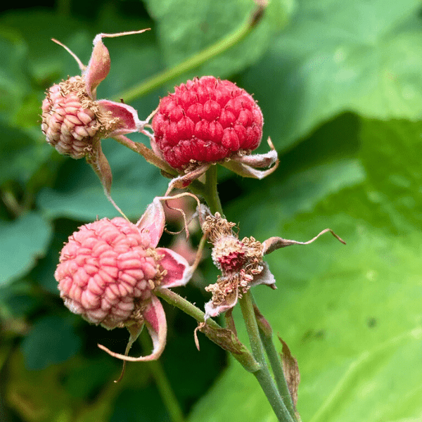 Thimbleberry Shrub