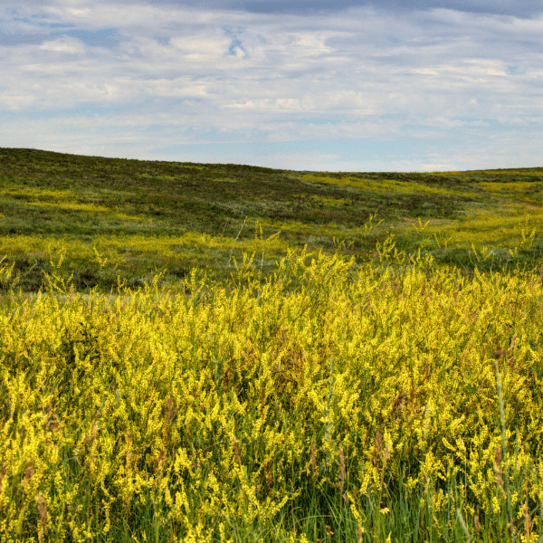 Prairie Goldenrod Plant Sets