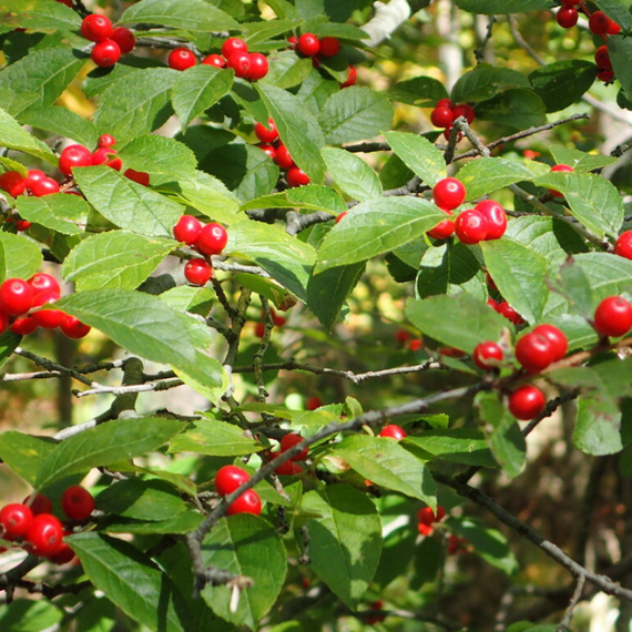 Winterberry Shrub