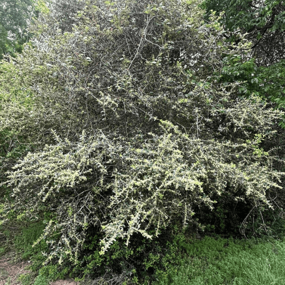 Yaupon Holly Shrub