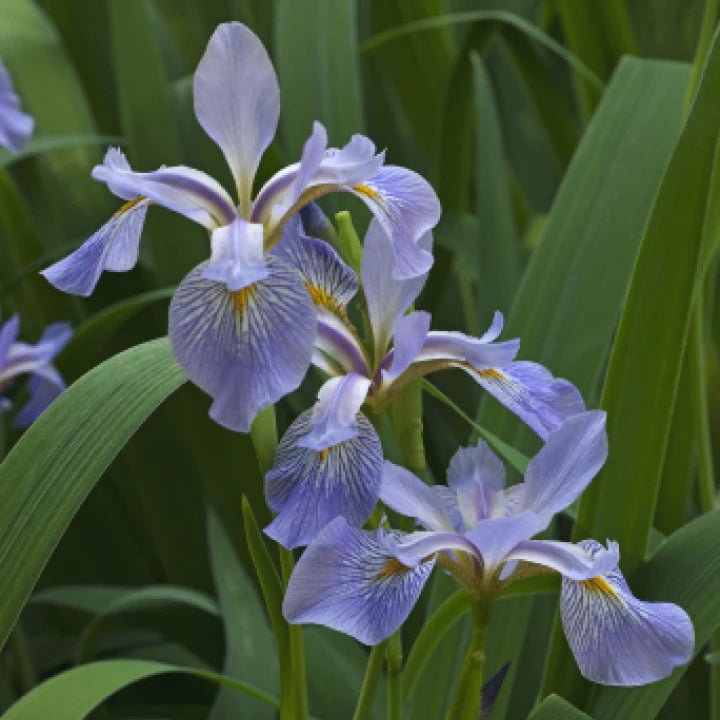 Blue Flag Plant How To Grow And Care For Japanese Iris