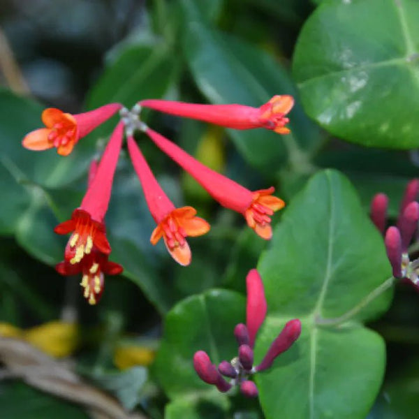 Native Honeysuckle Vine Plant Sets | Attract Hummingbirds