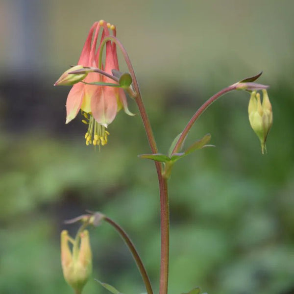 Eastern Columbine Plant Sets