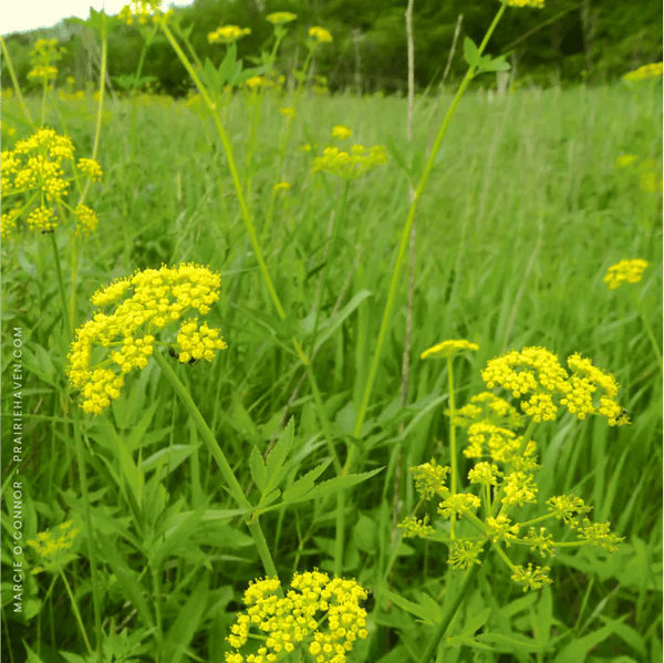 Golden Alexander Plant Sets