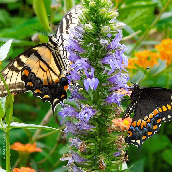 Great Blue Lobelia Plant Sets