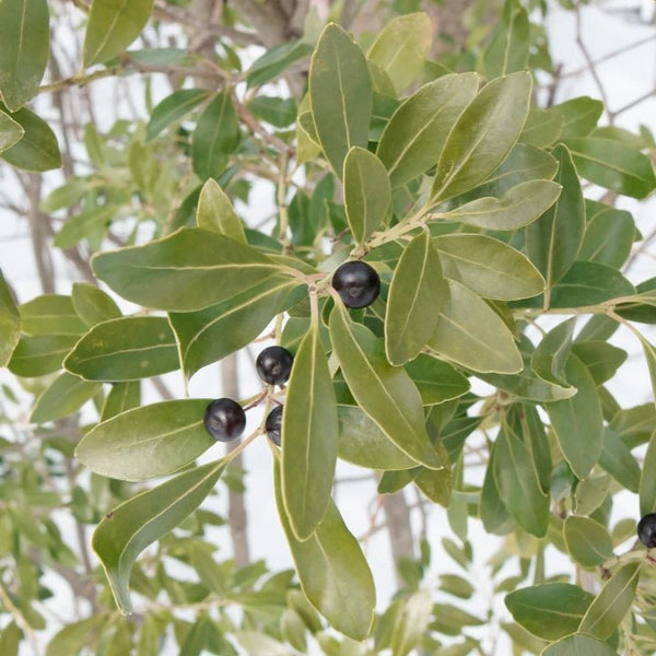 Inkberry Shrub