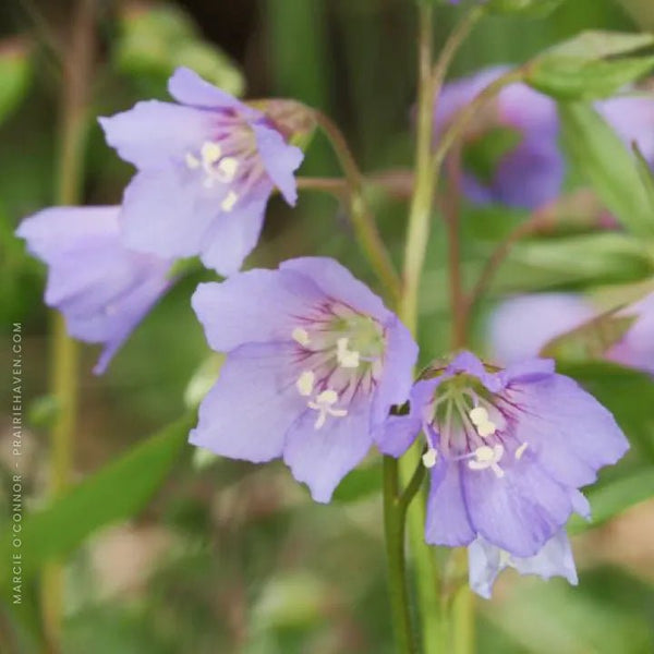 Jacob's Ladder Plant Sets