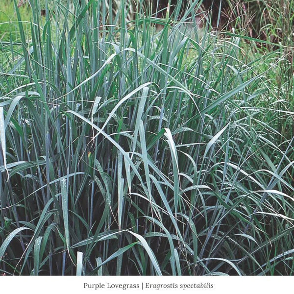 Purple Lovegrass Plant Sets