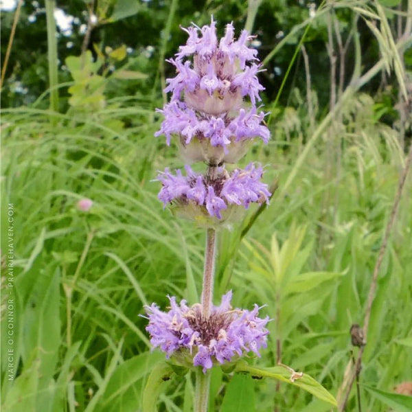 Purple Pollinator Paradise
