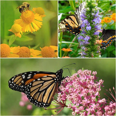 Bats & Blooms: Creating a Bat-Friendly Native Plant Garden