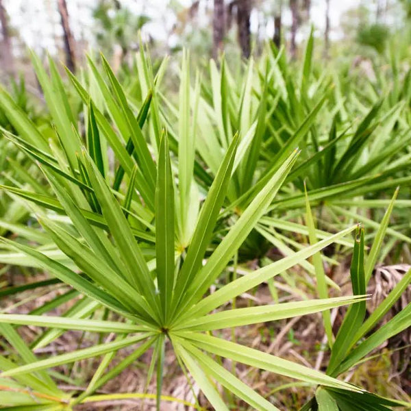 Saw Palmetto Shrub