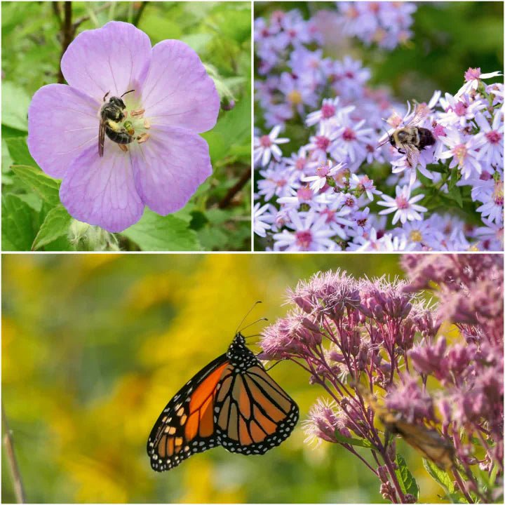 Native Minnesota Plants Landscaping Ideas For Minneapolis, MN For 2020