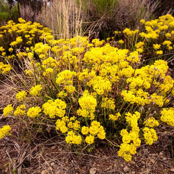 Sulphur Flower Plant Sets